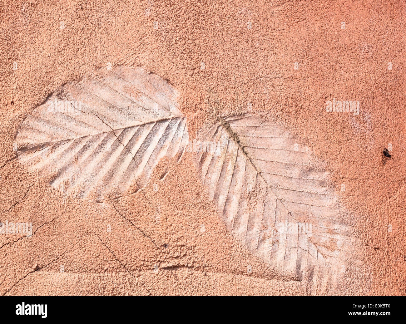 marks of leaf on the concrete pavement Stock Photo - Alamy