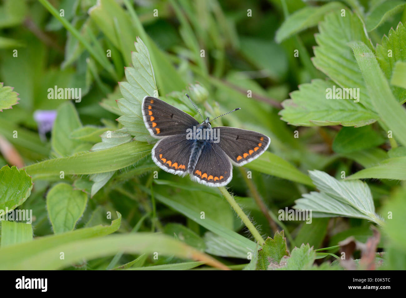 Brown argus (Aricia agestis Stock Photo - Alamy