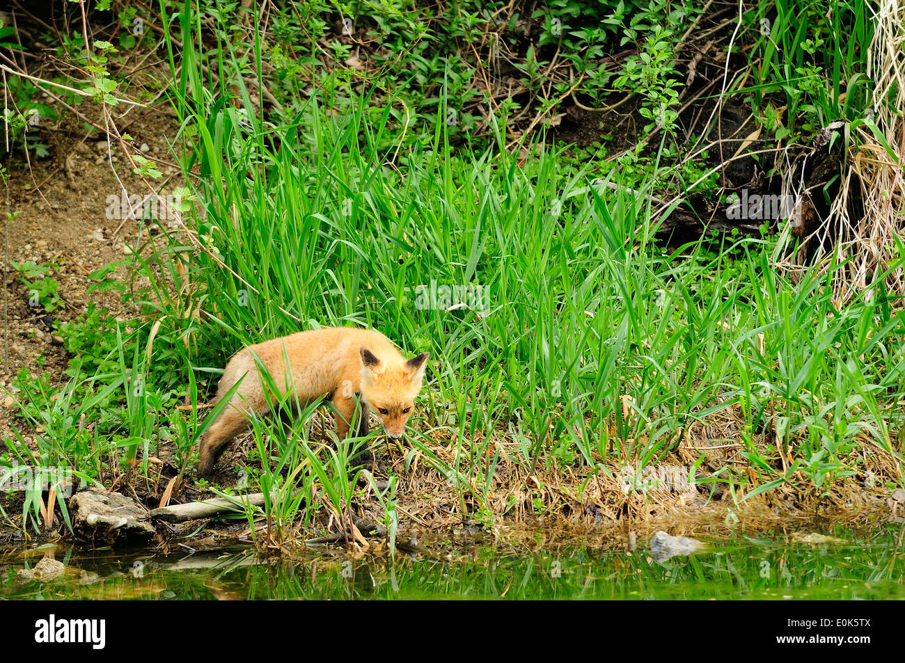 Fox cub den hi-res stock photography and images - Alamy