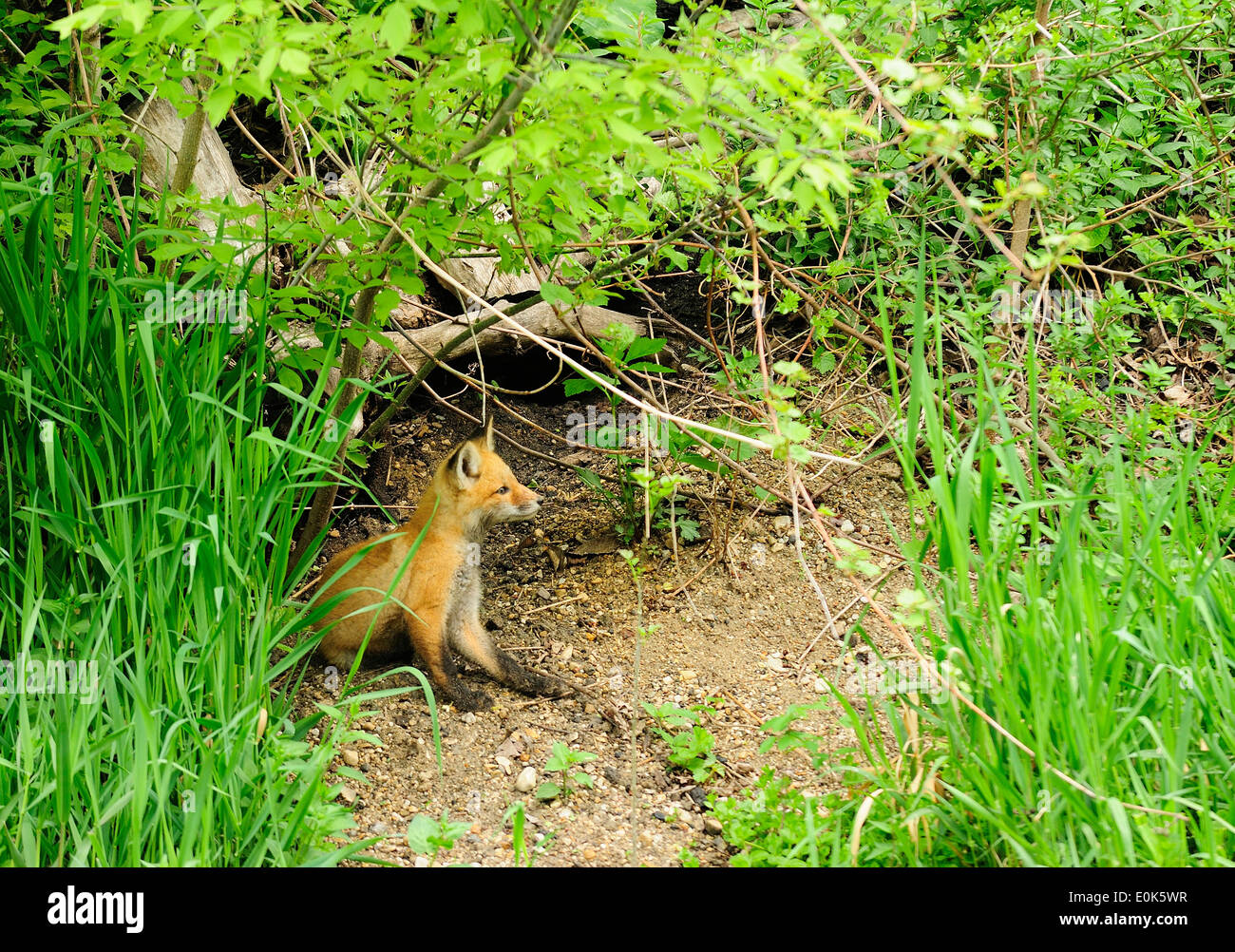 Growing fox cub hi-res stock photography and images - Alamy