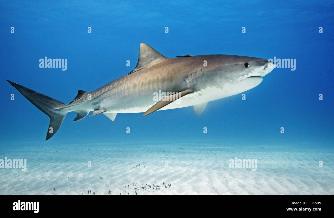 Tiger Shark Stock Photos & Tiger Shark Stock Images - Alamy