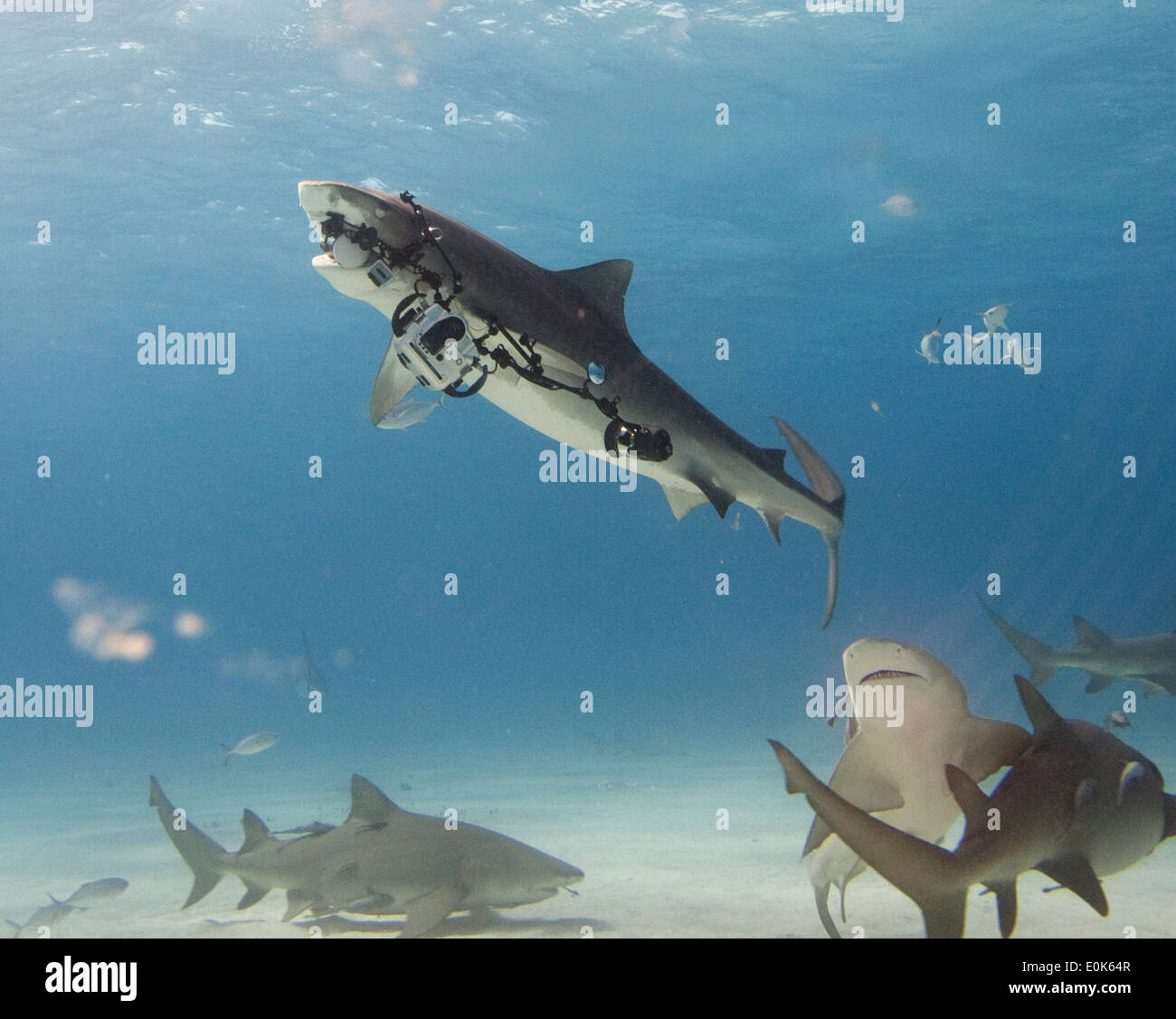 Tiger shark carrying away photographer's equipment (Canon 1dm3 ...