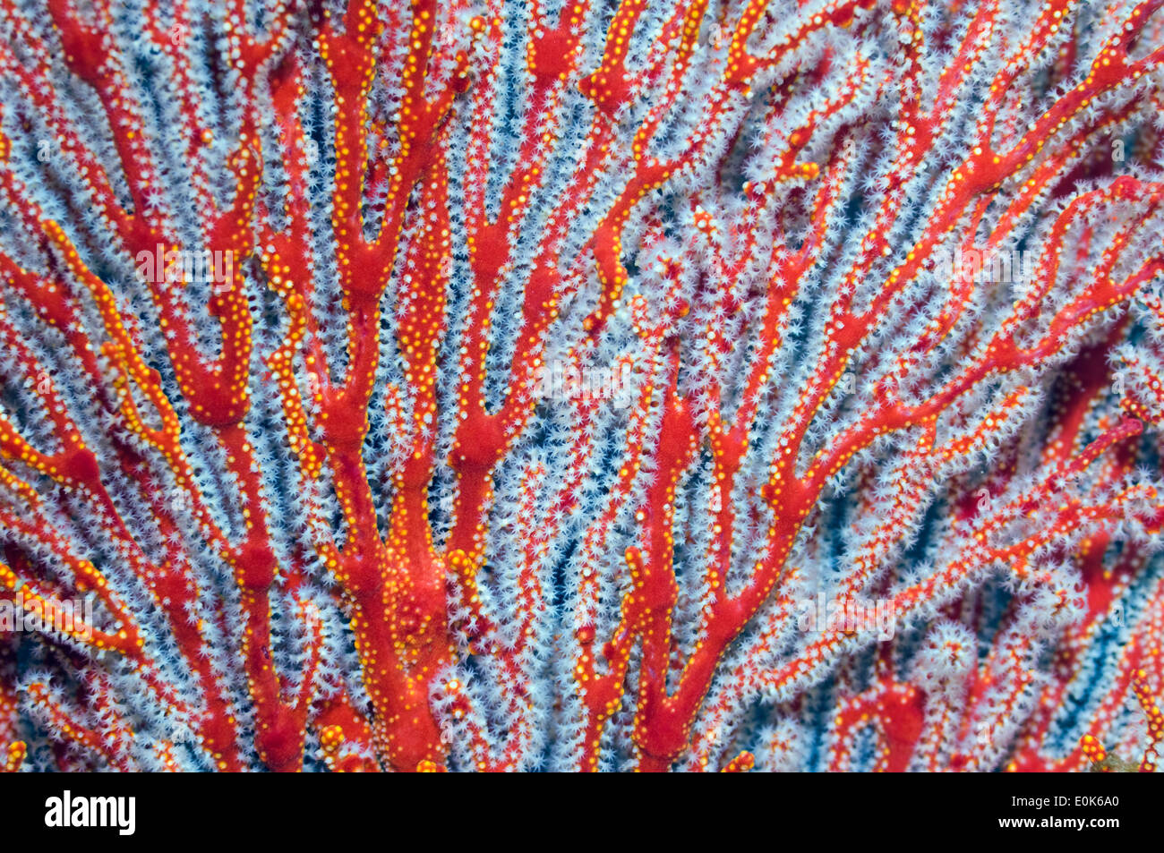 Gorgonian close-up showing feeding polyps, Indonesia. (Melithaea sp ...