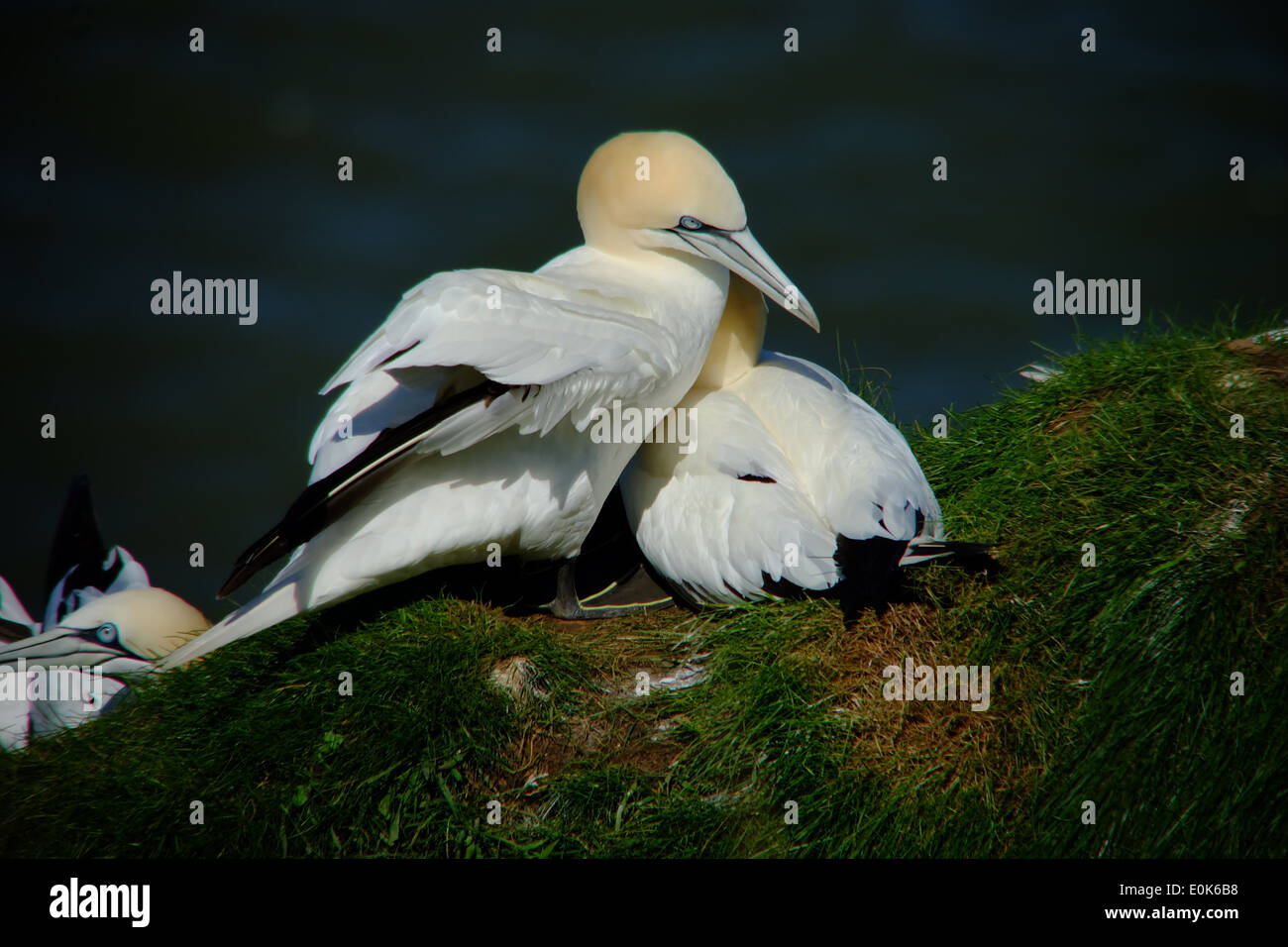Bonding pair of Gannets Stock Photo - Alamy