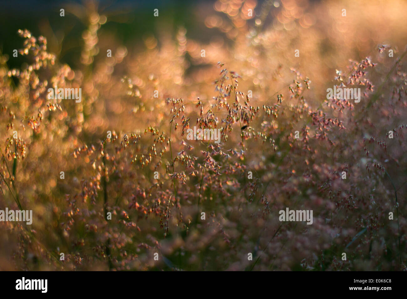 A narrow focus photography of a plant with seeds ready to be blown by ...