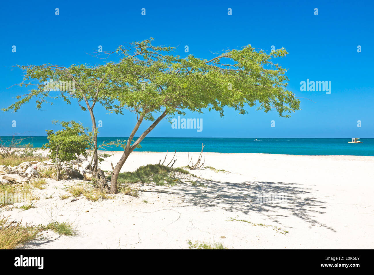 Divi divi tree on Aruba island in the Caribbean Stock Photo - Alamy