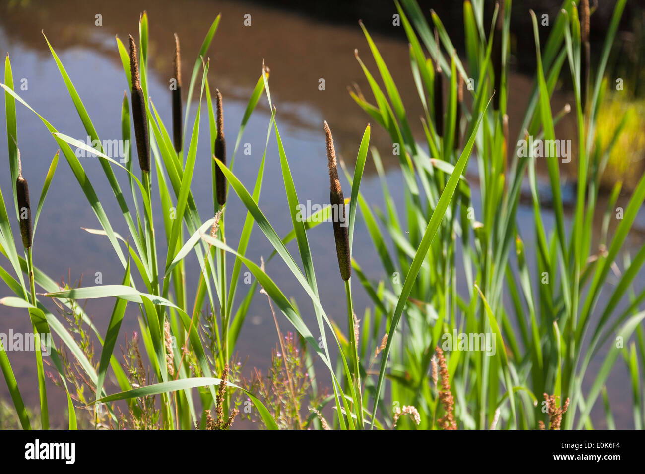 Bulrushes in water hi-res stock photography and images - Alamy