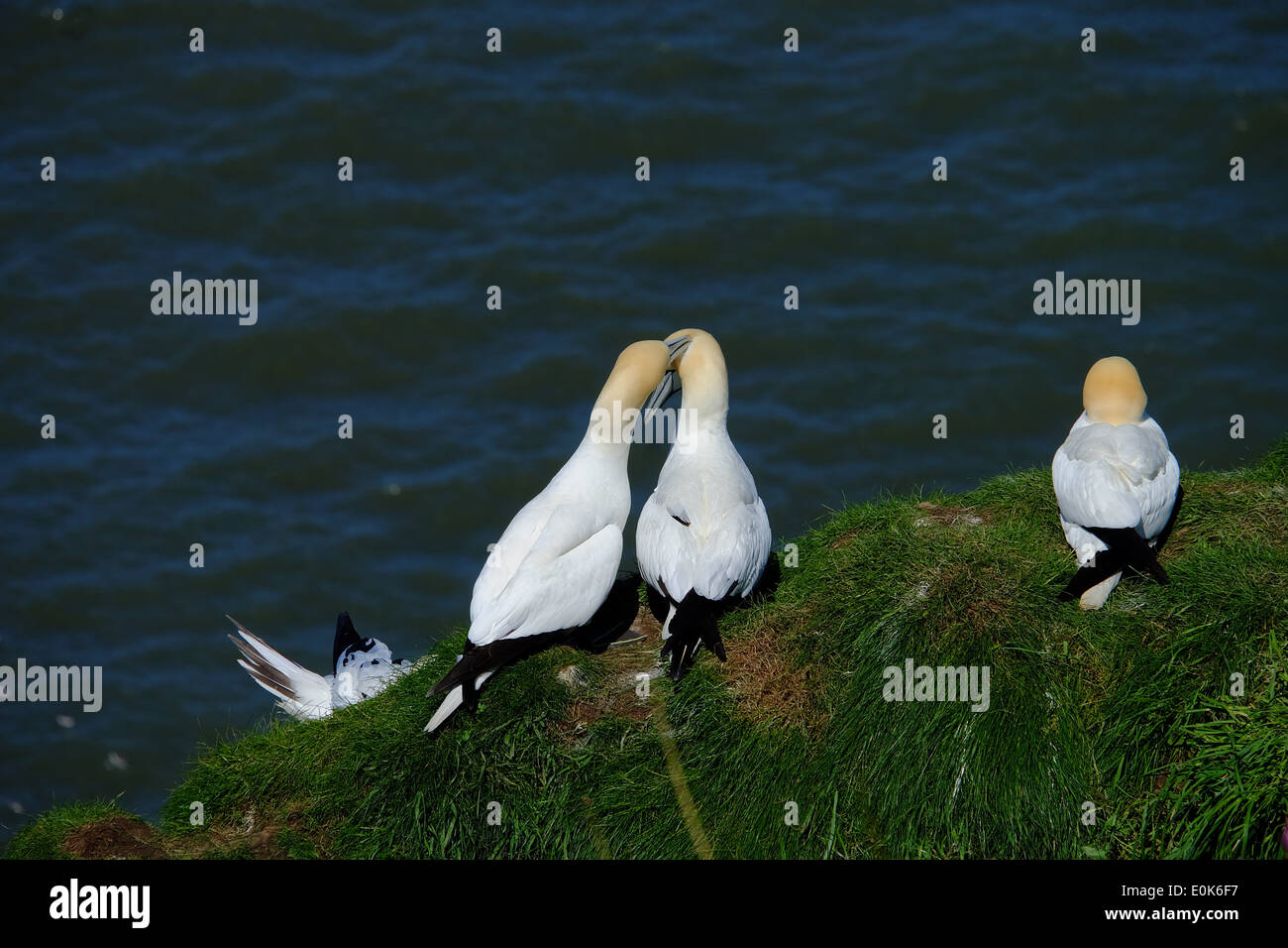 Pair of Gannets bonding Stock Photo - Alamy