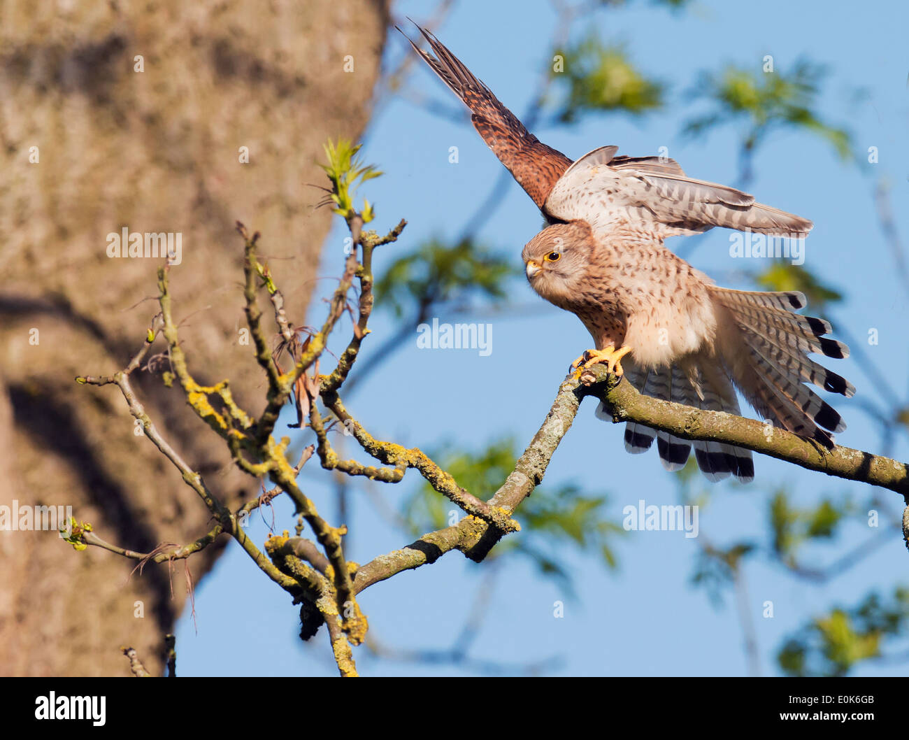 English perch hi-res stock photography and images - Alamy
