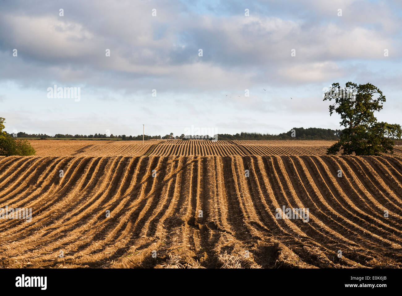 Ploughed field cromarty firth hi-res stock photography and images - Alamy