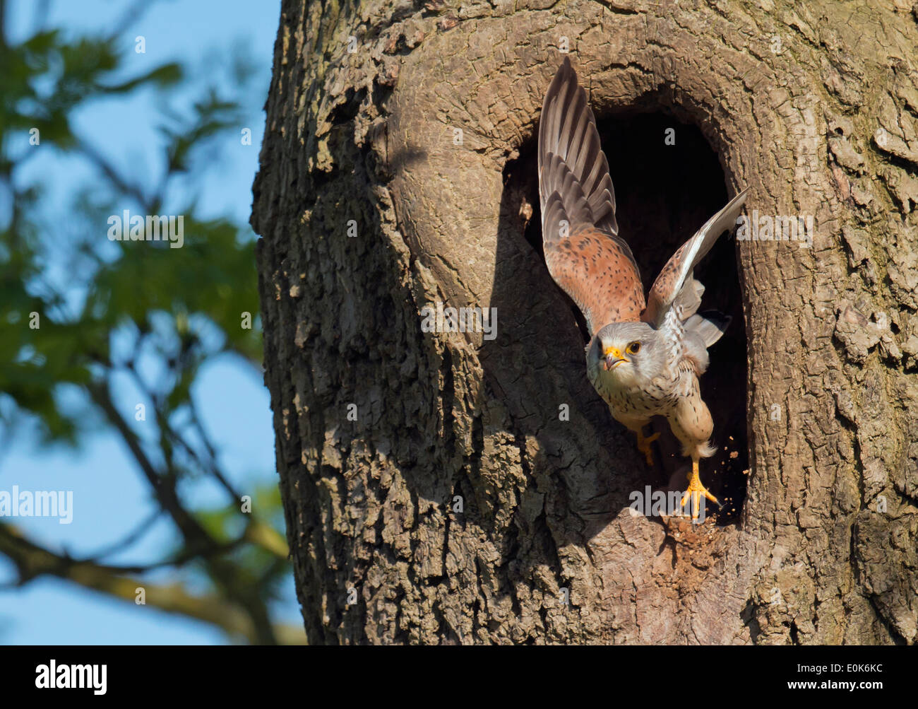 Wild male Kestrel, Falco tinnunculus taking off from nest Stock Photo ...
