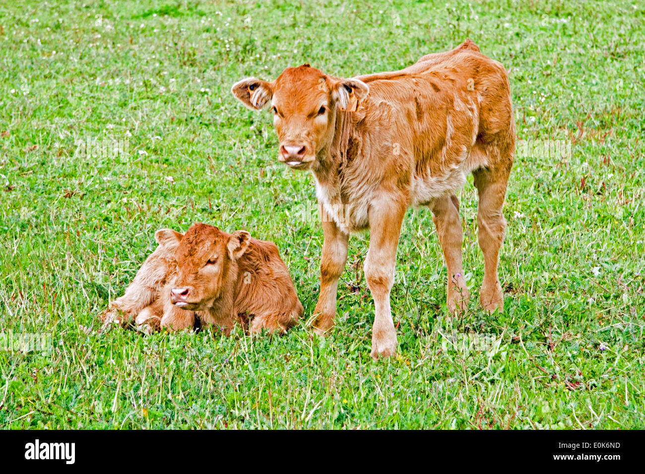 Animal spring hi-res stock photography and images - Alamy