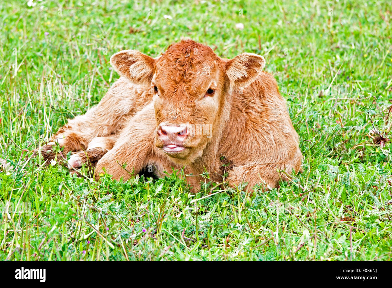 Calf young animal hi-res stock photography and images - Alamy