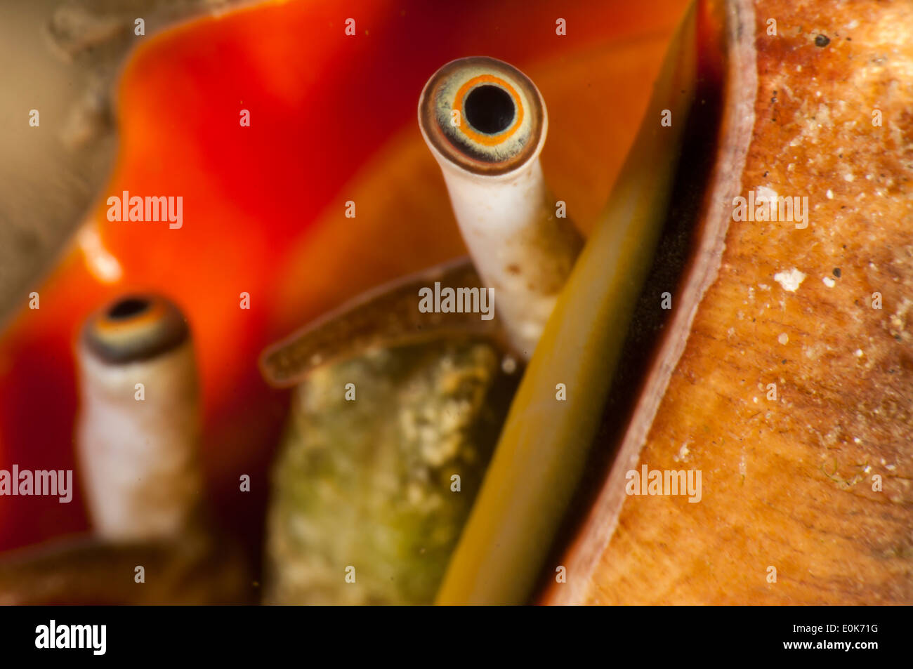Conch snail eyes hi-res stock photography and images - Alamy