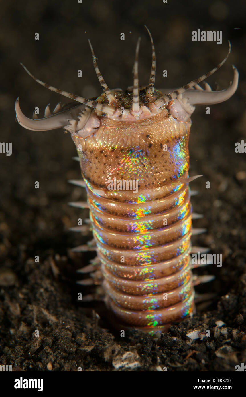 Bobbit worms hi-res stock photography and images - Alamy