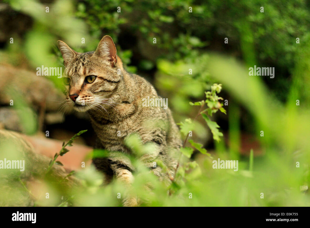 Domestic striped tiger cat in green forest background Stock Photo - Alamy