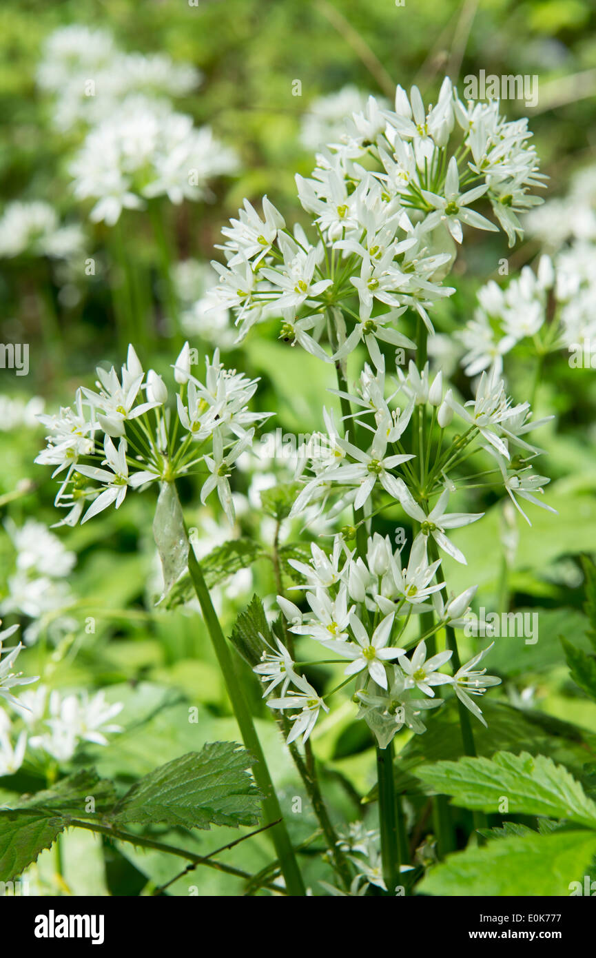 Ramsons or Wild Garlic (Allium ursinum) flowers Castle Howard North ...