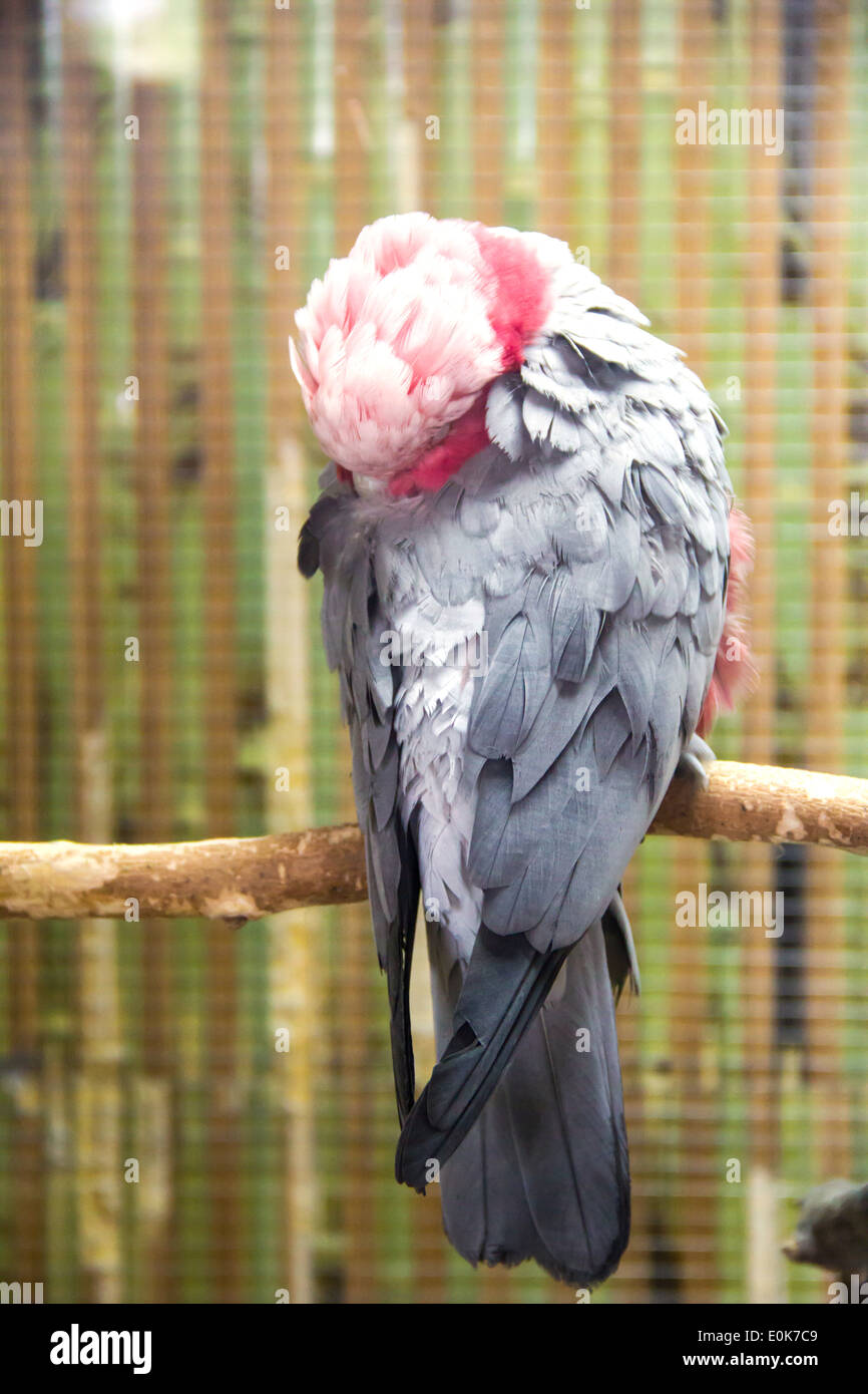 Galah Isolated White High Resolution Stock Photography and Images - Alamy