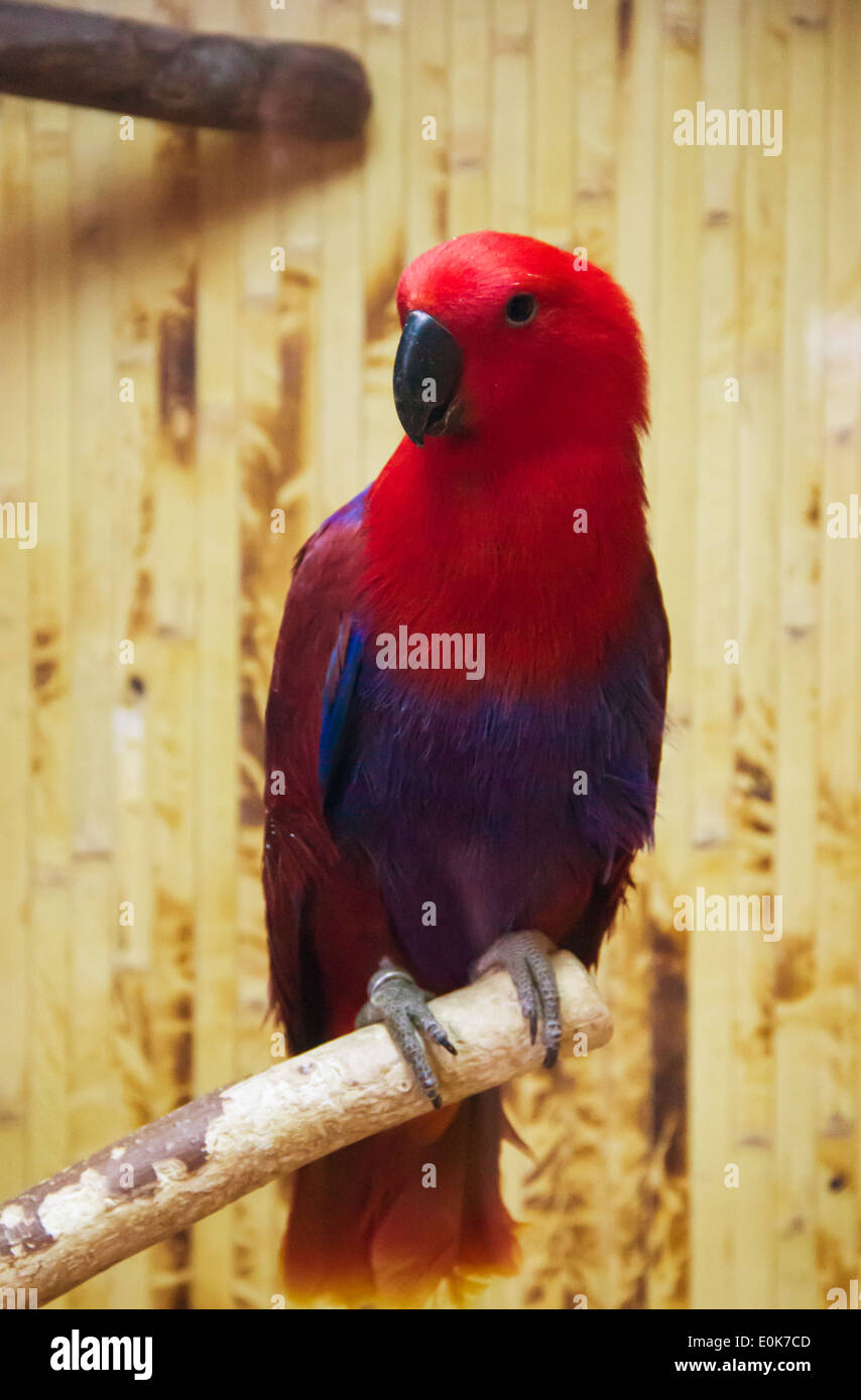 Parrot taking off hi-res stock photography and images - Alamy