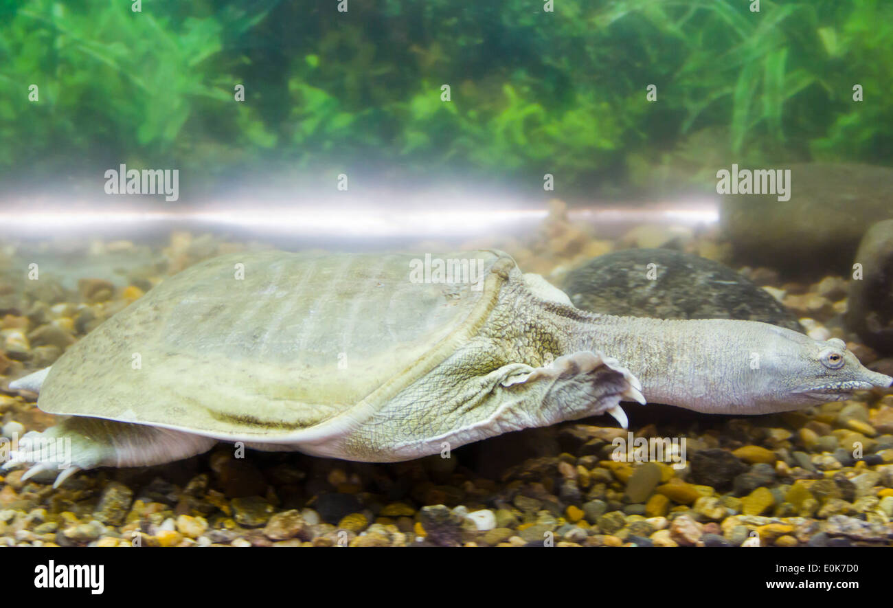 Chinese turtle hi-res stock photography and images - Alamy