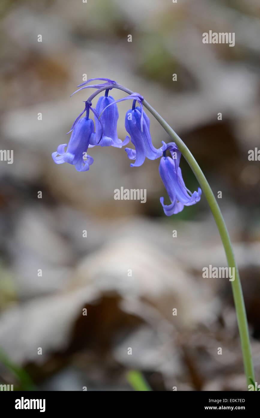 Bluebell (Scilla non-scripta). This is the native bluebell of Britain ...