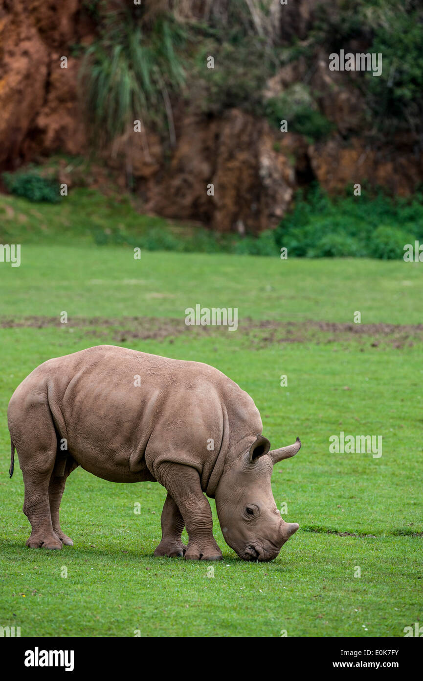 African square hi-res stock photography and images - Alamy