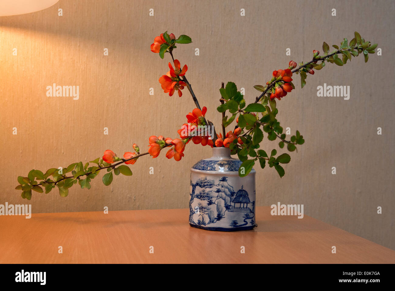 Blooming Maules Quince or Japanese Quince Chaenomeles japonica shrubs ...