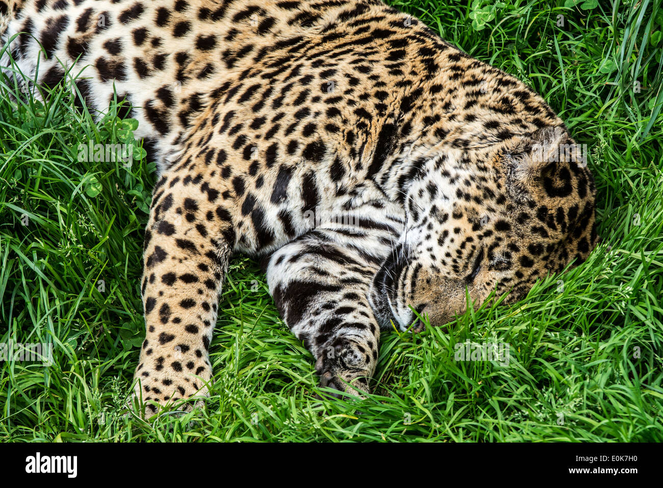 Panther / jaguar (Panthera onca) sleeping in the grass, native to ...