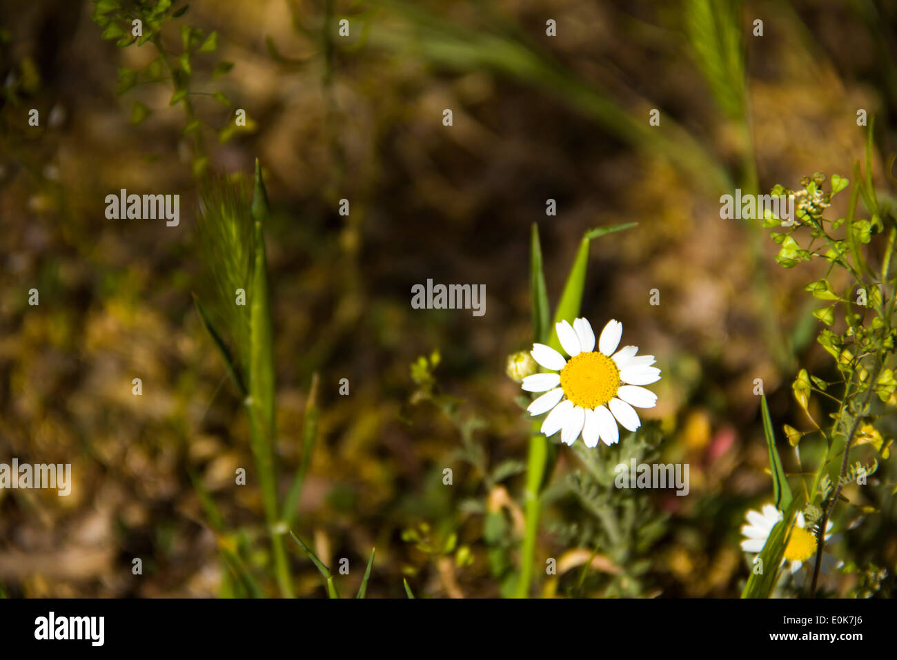 Chamomile close up spring hi-res stock photography and images - Alamy