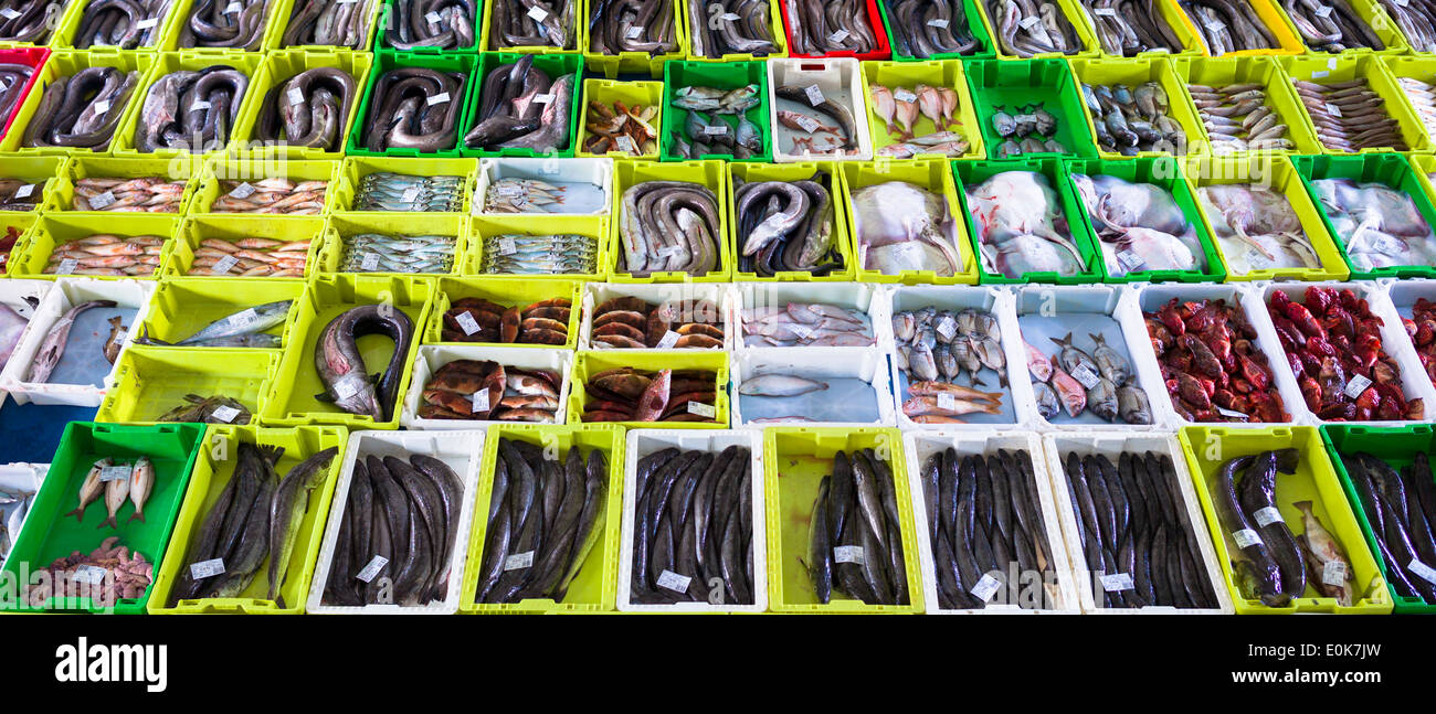 Conger eel spain hi-res stock photography and images - Alamy