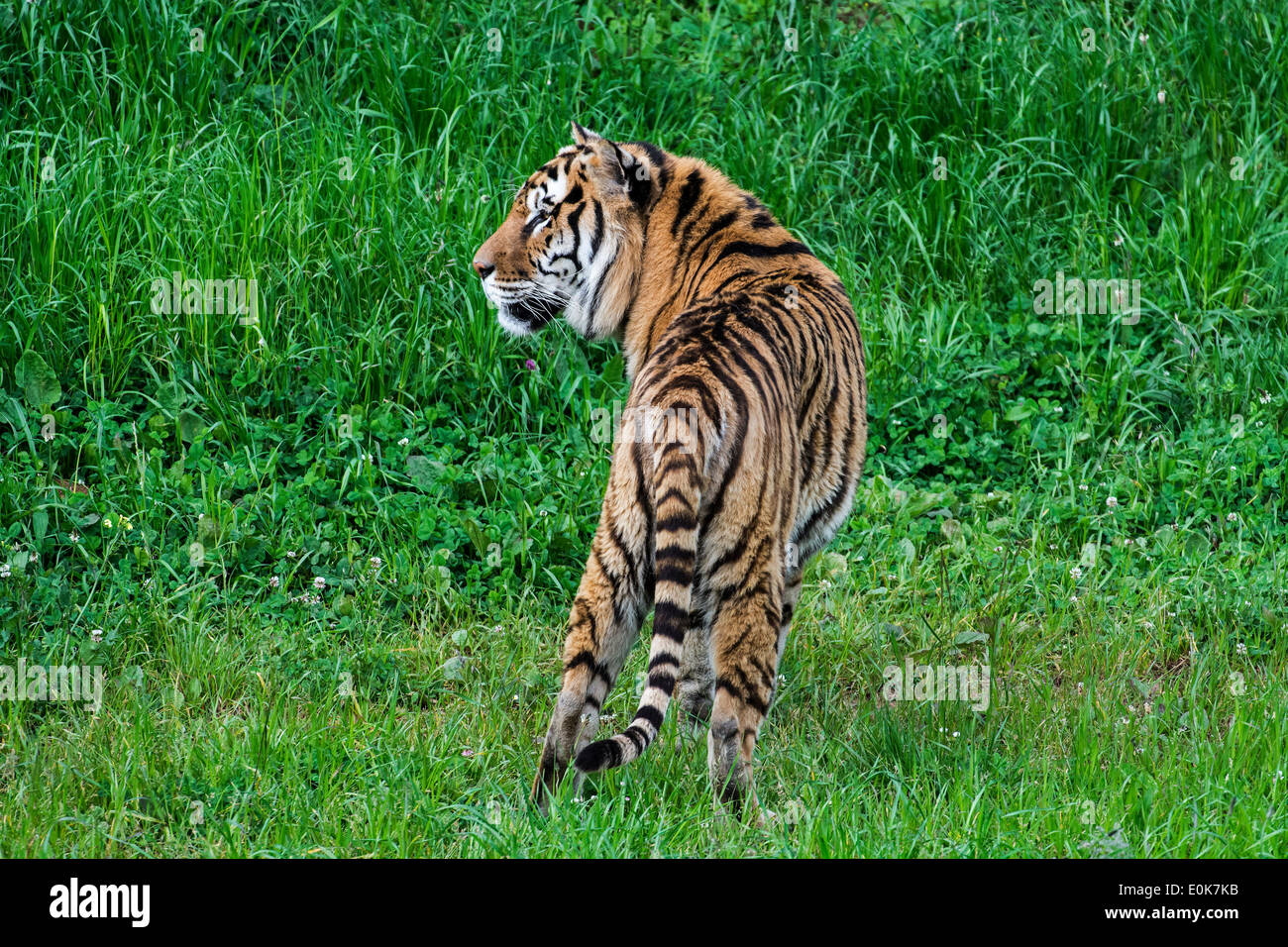 Rear view of Bengal tiger (Panthera tigris tigris) native to India ...
