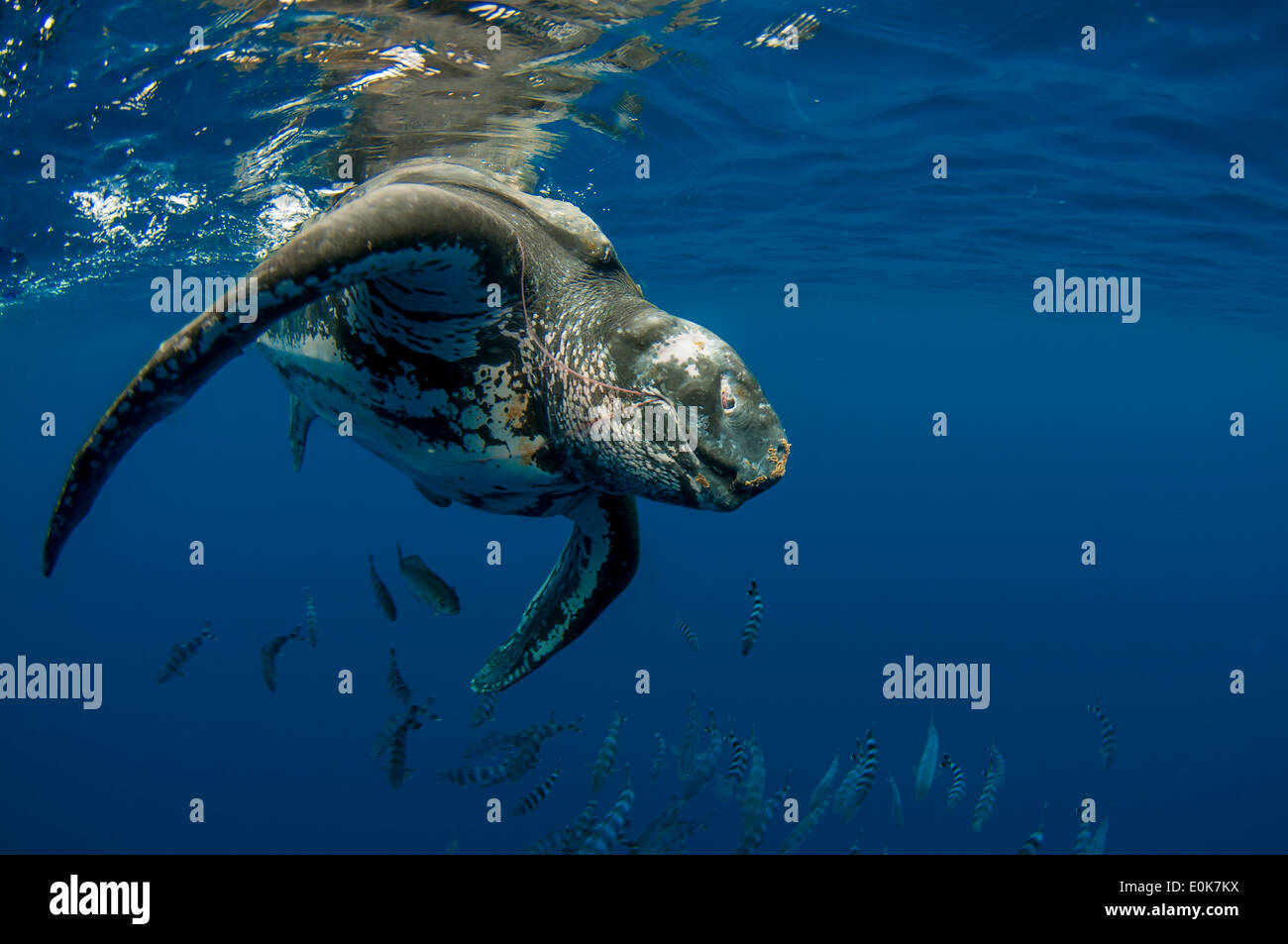 Leatherback turtle eating High Resolution Stock Photography and Images ...