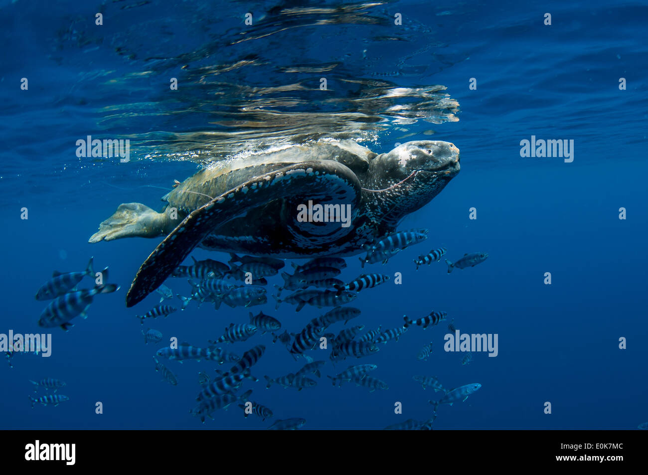 Leatherback sea turtle eating hi-res stock photography and images - Alamy