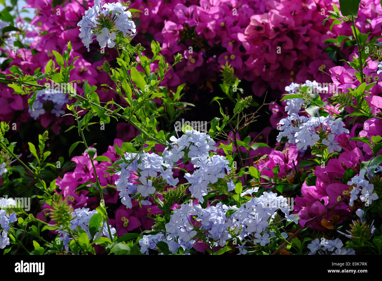 Pink Bougainvillea and blue plumbago Stock Photo - Alamy