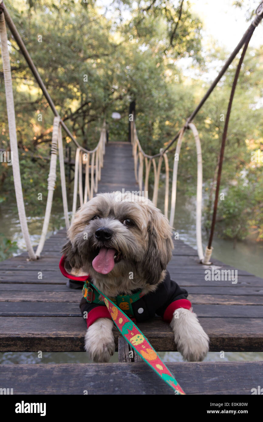 small dog on bridge Stock Photo - Alamy