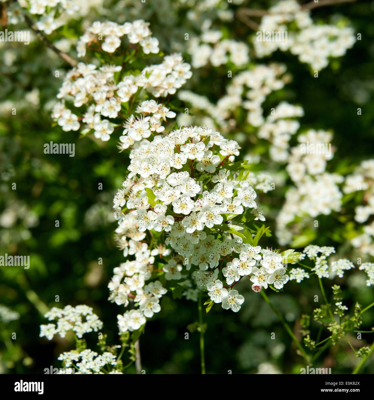 Whitehorn hi-res stock photography and images - Alamy