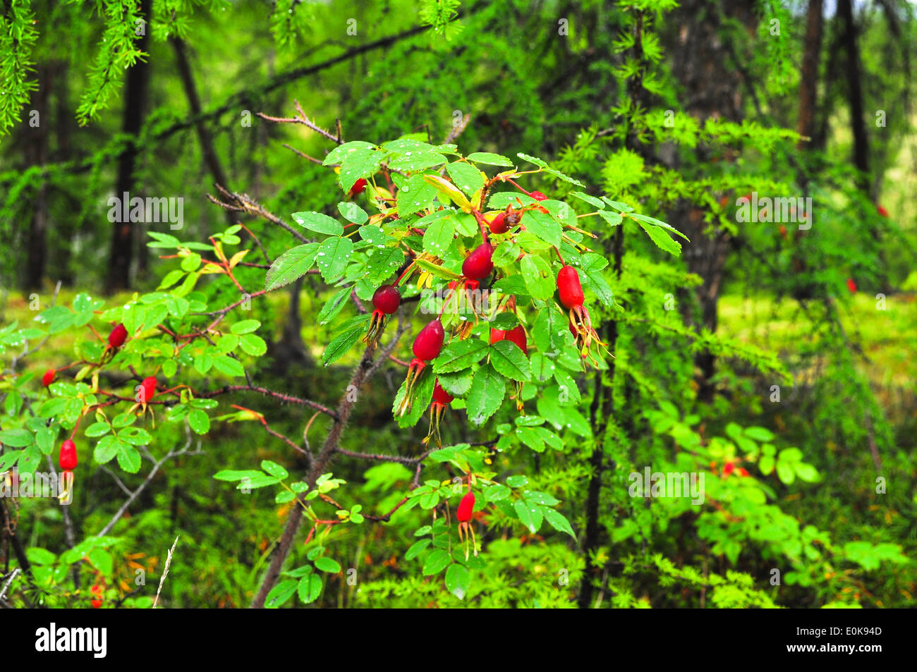 Photo bright red rose hips against the green of the leaves. Bush ripe ...