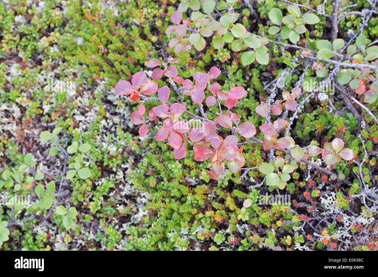 Arctic Tundra Dwarf Trees