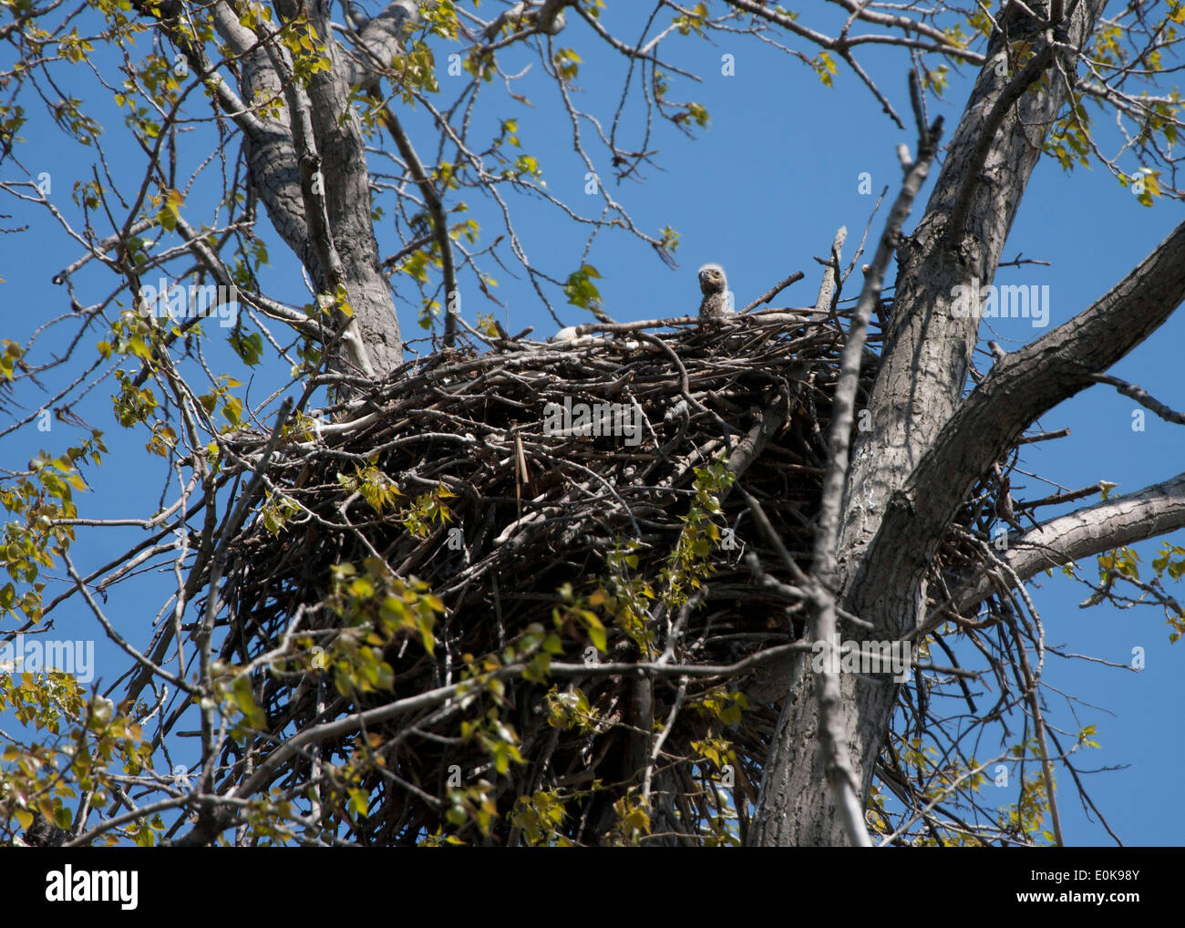 Baby Eaglet in Nest Stock Photo - Alamy