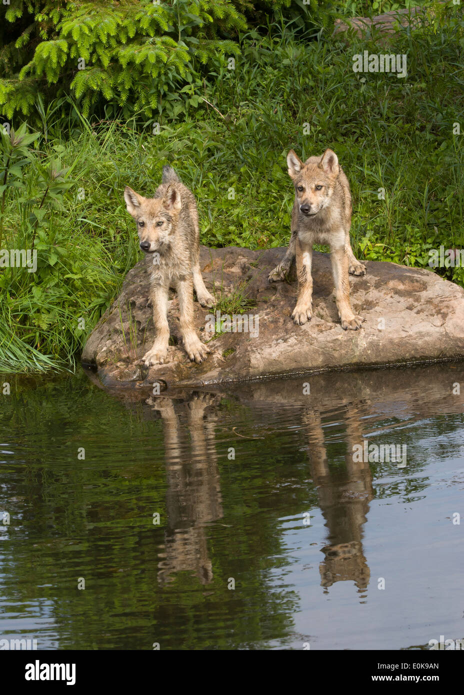 Two Wolf Pups on a Rock with Reflection in the River Stock Photo - Alamy