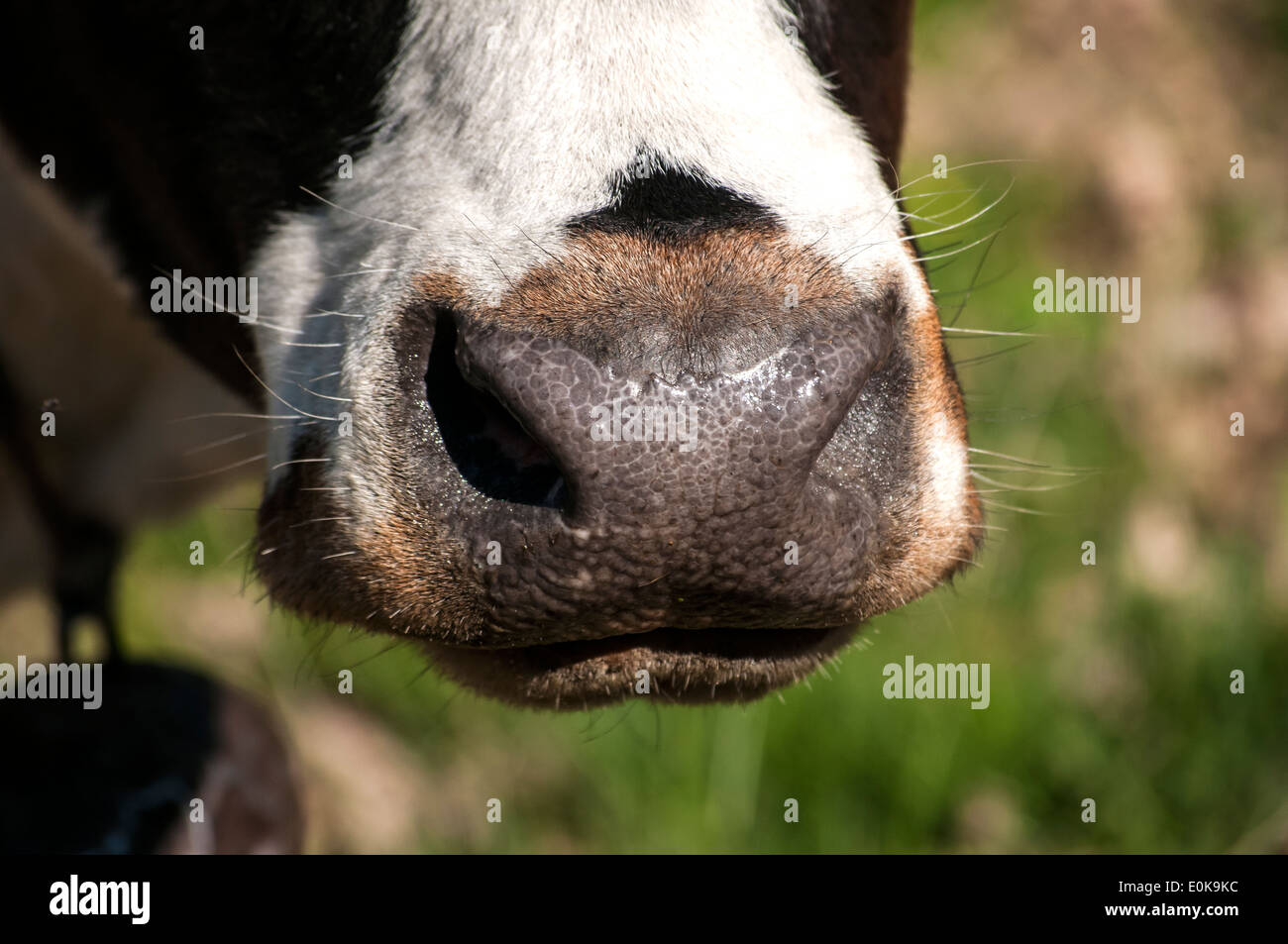Cow head extremely close up Stock Photo - Alamy