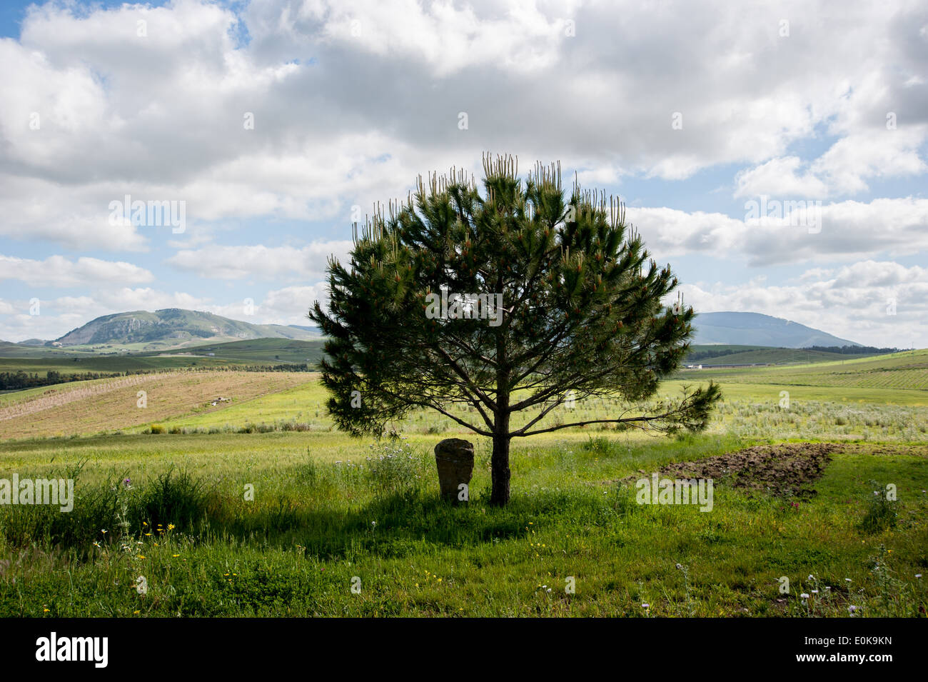 Faraway tree hi-res stock photography and images - Alamy
