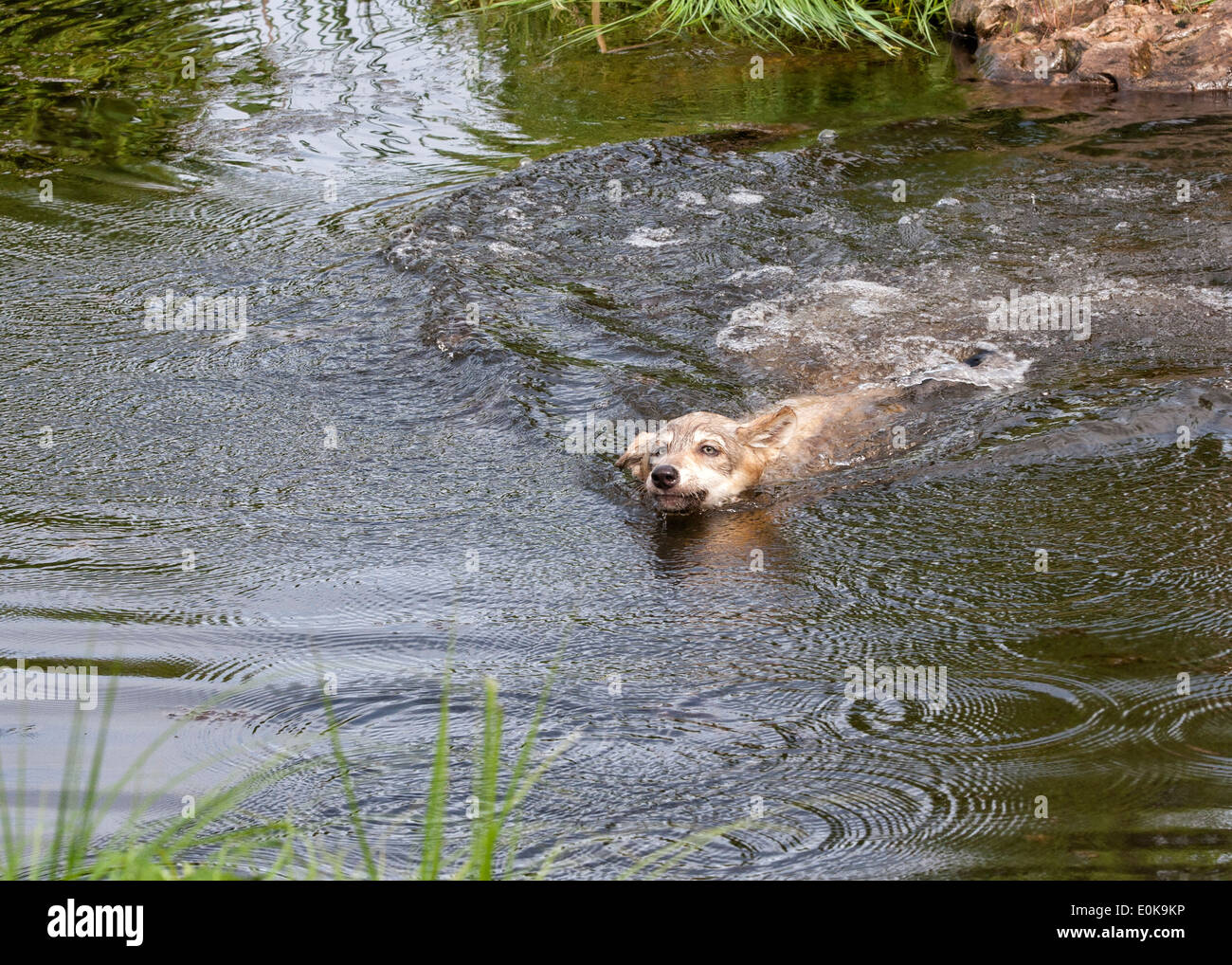 Wolf Puppy Learning to Swim Stock Photo - Alamy