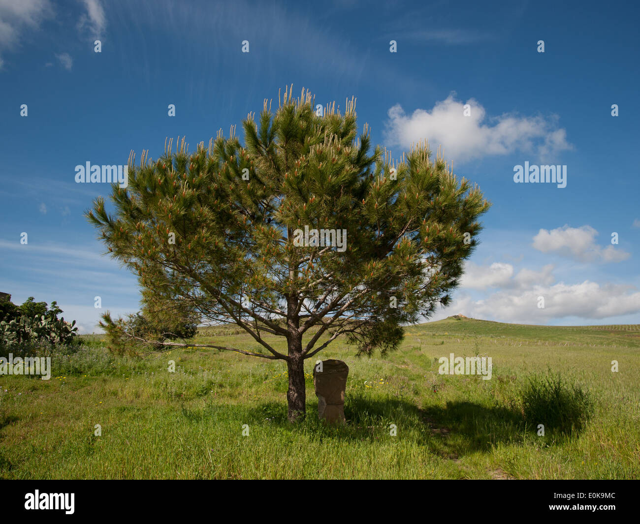 stone under the tree Stock Photo - Alamy