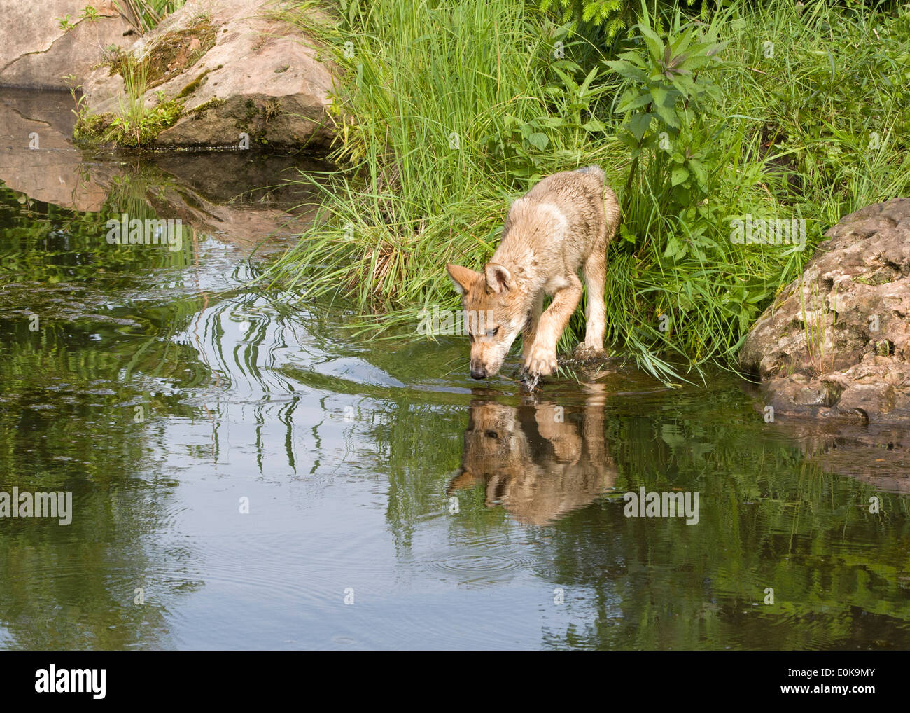 Wolf Puppy Drinking from River with Clear Reflection Stock Photo - Alamy