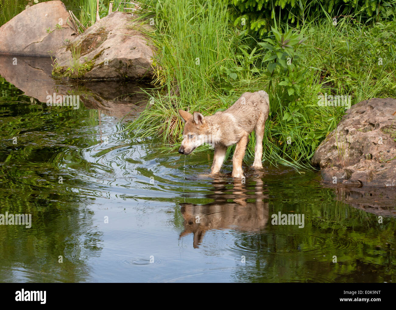 Wolf pup hi-res stock photography and images - Alamy