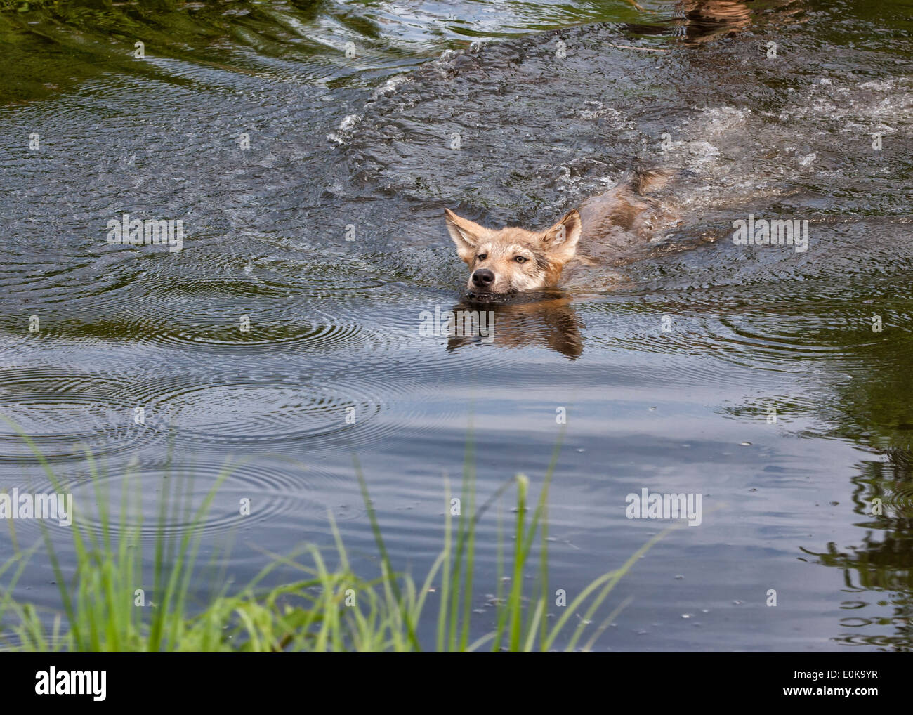 Baby wolf swimming hi-res stock photography and images - Alamy
