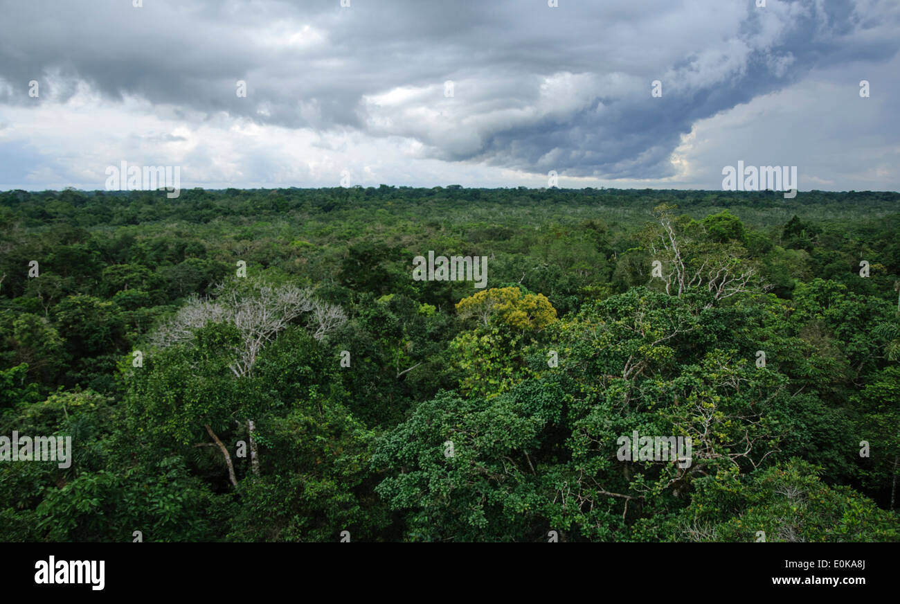 Panoramic view of the Amazon rain forest Stock Photo - Alamy