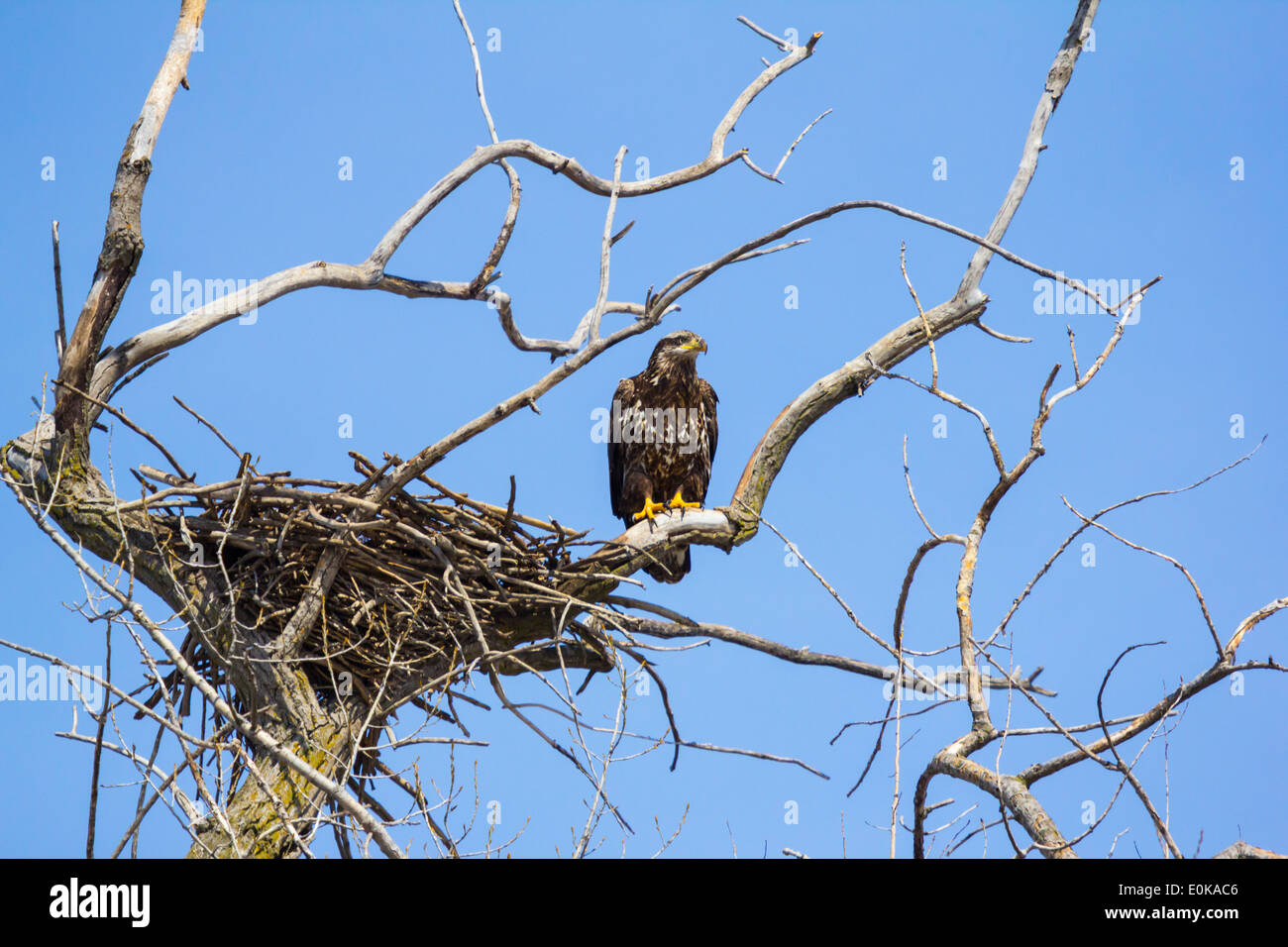 Baby Bald Eagle Perched in Nest Stock Photo - Alamy