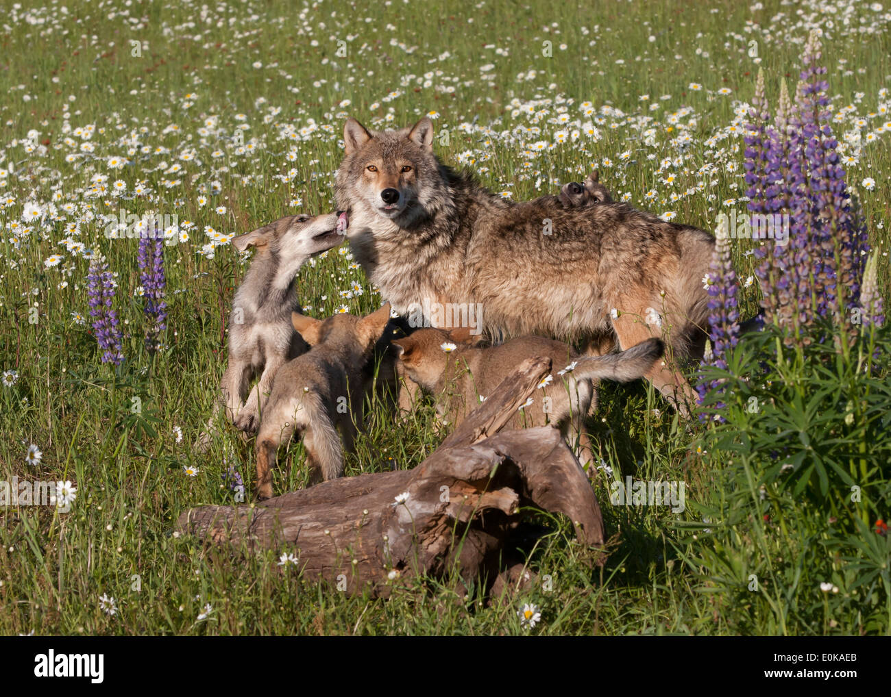 Playful wolf pups and mom Stock Photo - Alamy